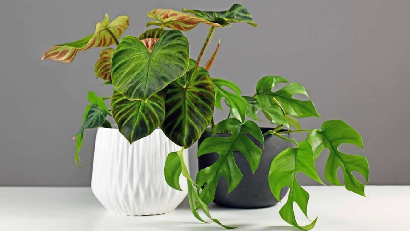 26 Common House Plants That Are Perfect for Every Home