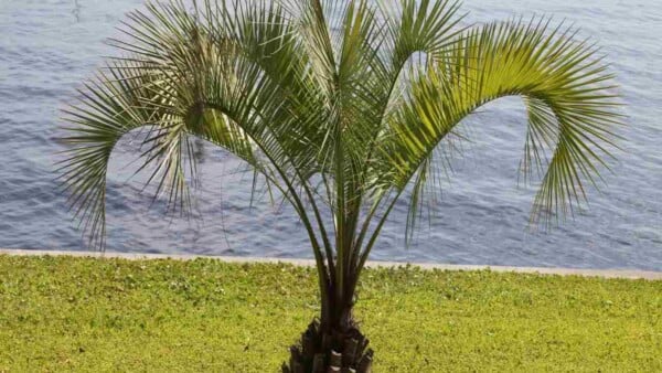 20 Most Popular Types of Palm Trees for Homeowners in 2024!