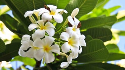 How to Plant, Grow, and Care for Plumeria Plants