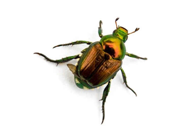 June Bugs: Types, Photos, Facts + How to Get Rid of Them 2023