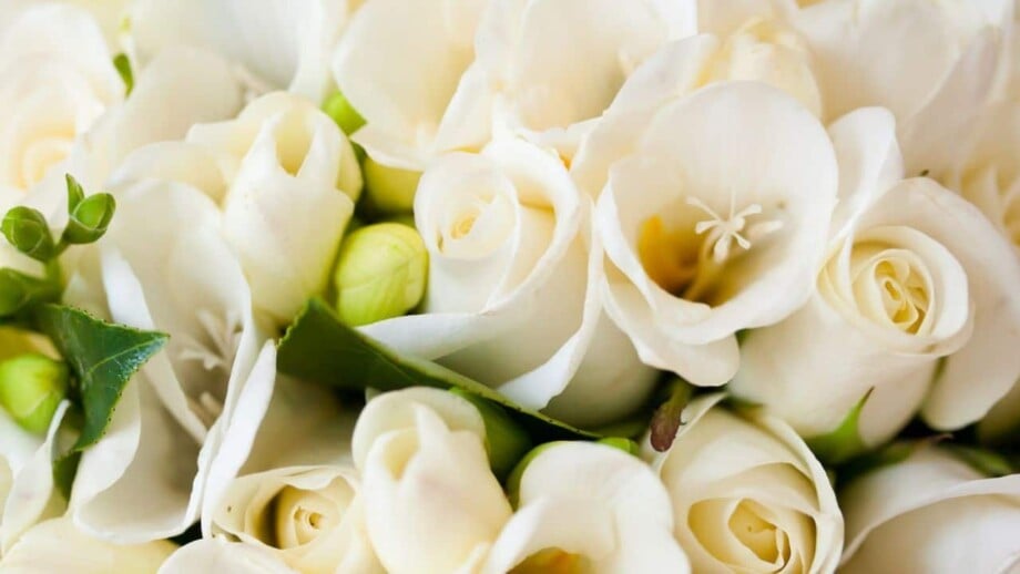 37 Popular White Flowers for Home Gardeners with Pictures