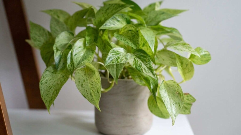 26 Common House Plants That Are Perfect for Every Home