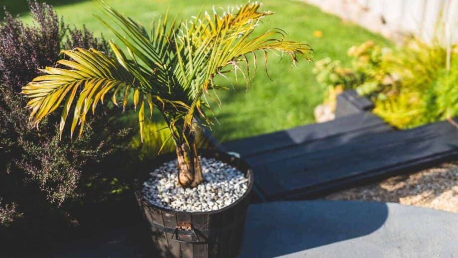 How to Grow and Care for Majesty Palm - Complete Guide - 2023