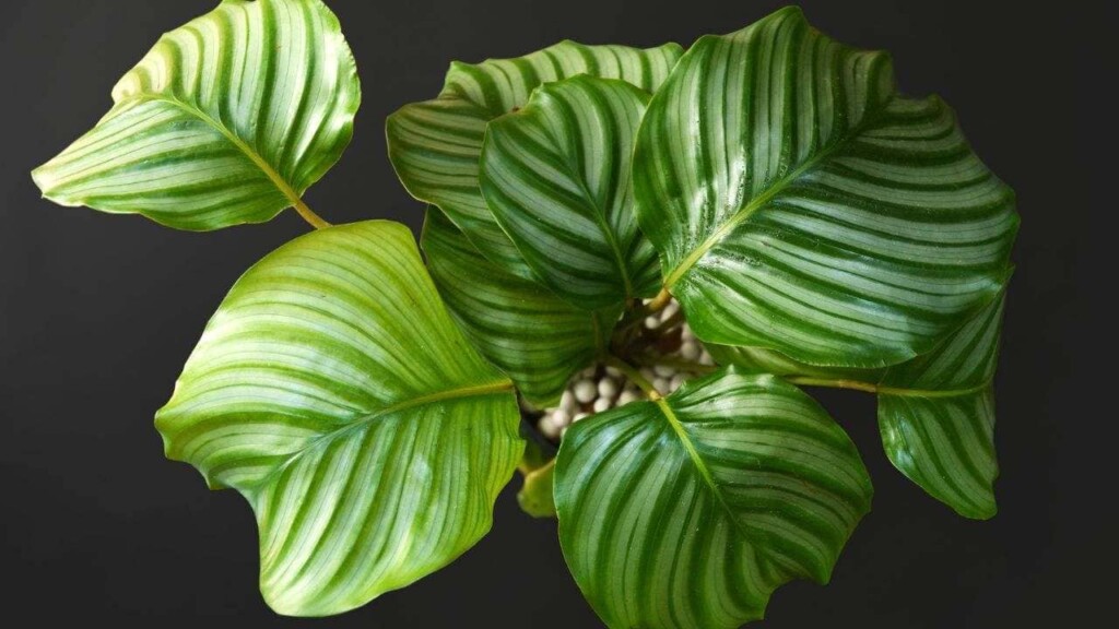 How to Plant, Grow, and Care for Calathea Orbifolia Indoors