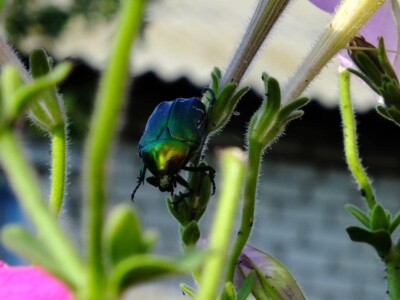 June Bugs: Types, Photos, Facts + How to Get Rid of Them 2023