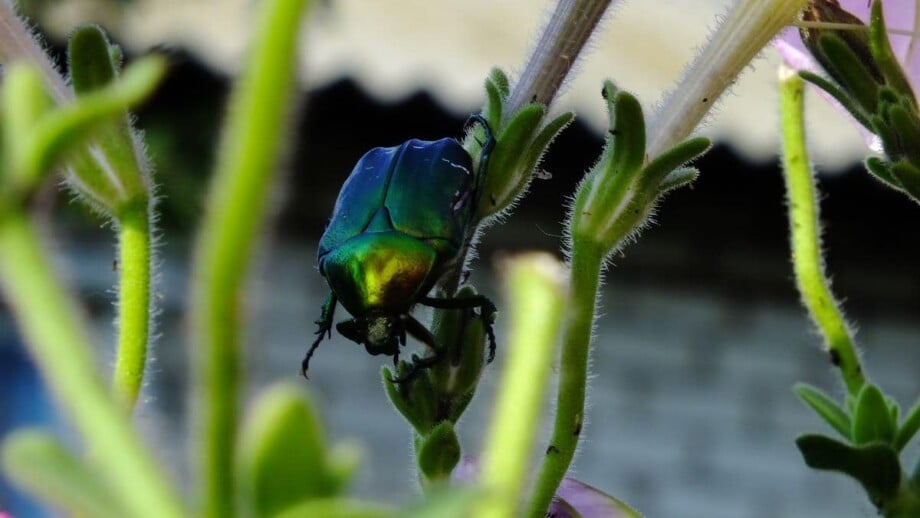 June Bugs: Types, Photos, Facts + How to Get Rid of Them 2023