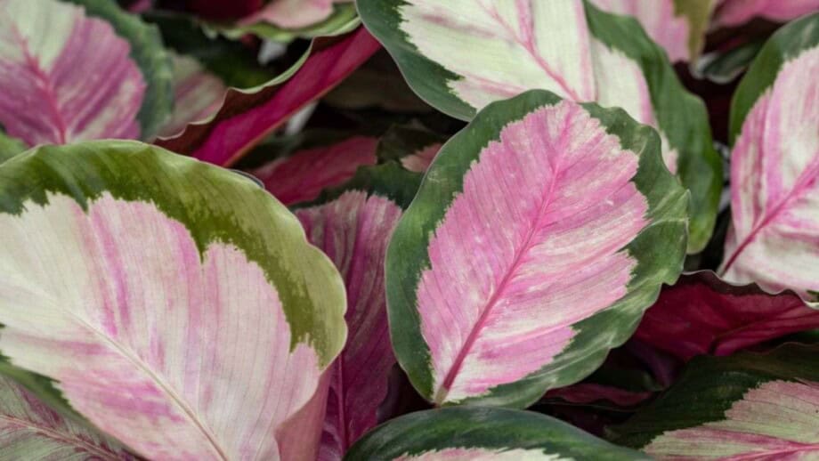 How to Plant, Grow, and Care for Calathea Roseopicta Indoors