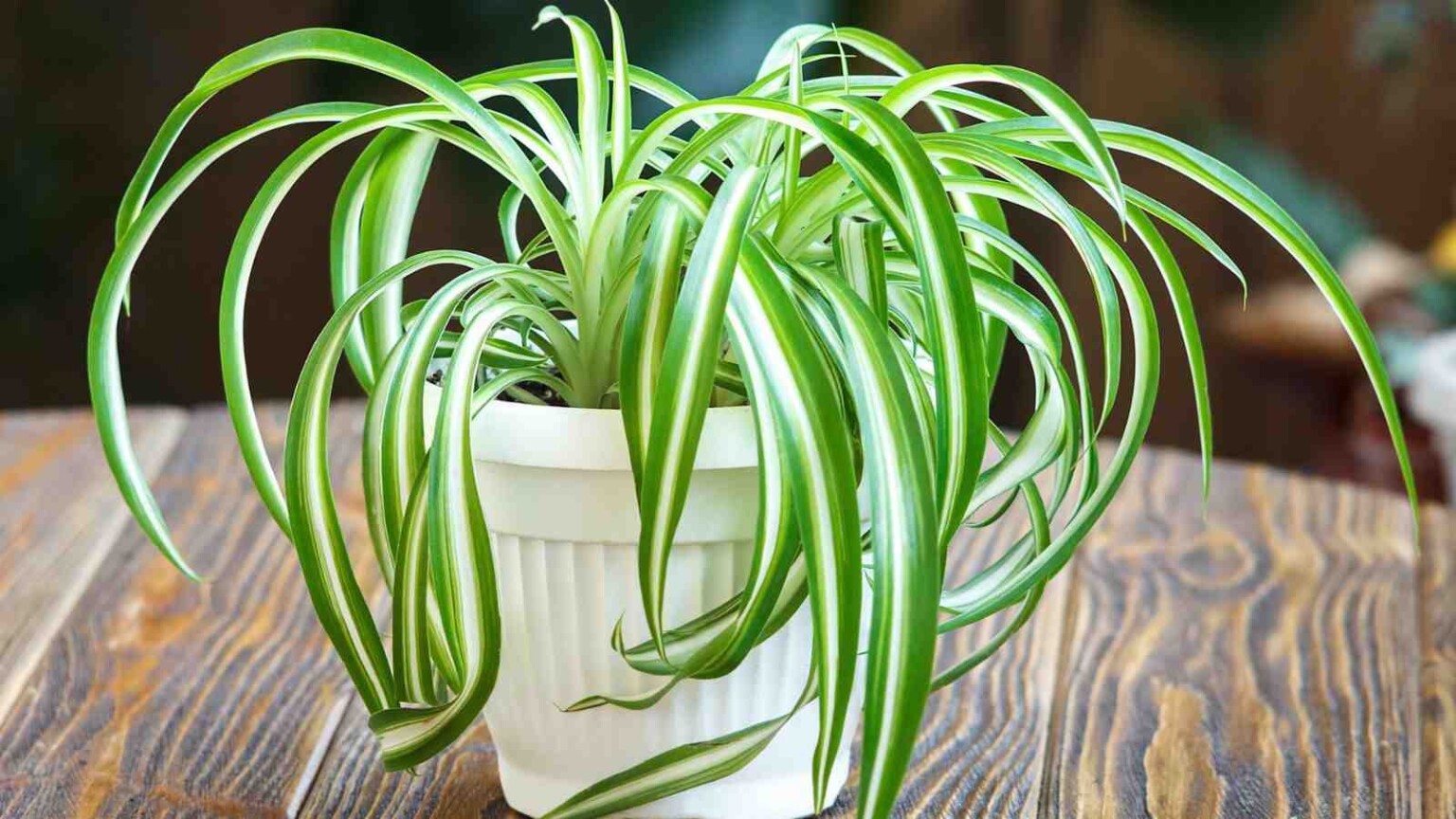 26 Common House Plants That Are Perfect for Every Home