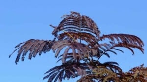 How to Plant, Grow, and Care for Mimosa Tree - Full Guide - 2023