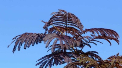 How to Plant, Grow, and Care for Mimosa Tree - Full Guide - 2023
