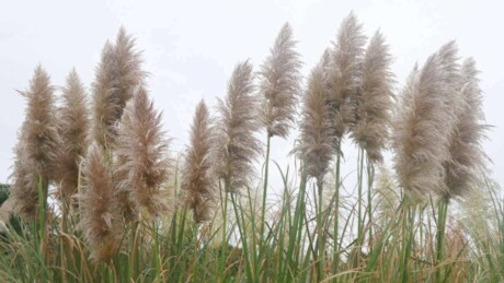 How to Grow and Care for Pampas Grass (Plus Decor Ideas!)