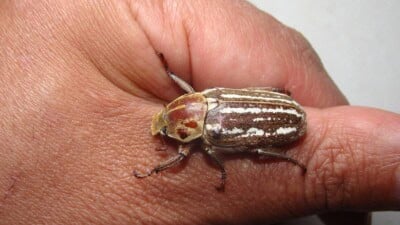 June Bugs: Types, Photos, Facts + How to Get Rid of Them 2023
