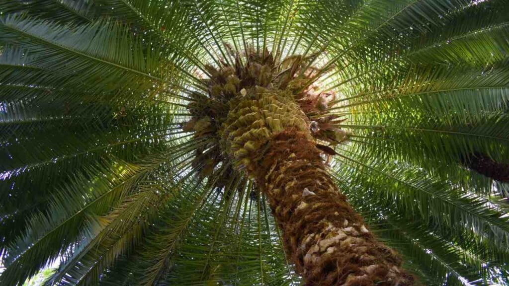 20 Most Popular Types of Palm Trees for Homeowners in 2024!