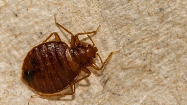 Complete Guide to Bed Bug Traps (+ 3 Best Ones in 2024!)