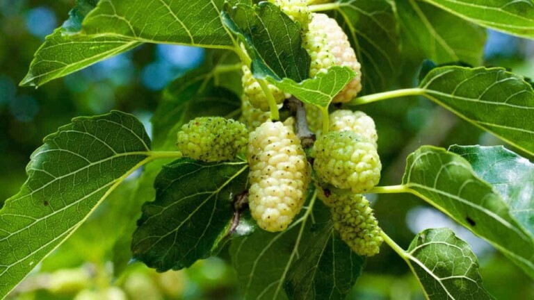 How to Plant, Grow & Care for Mulberry Tree - Full Guide - 2023