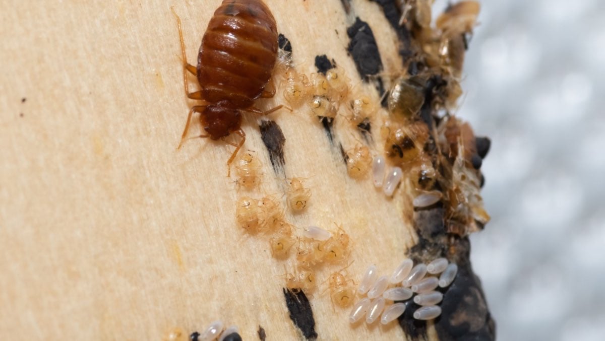Most Common Bugs That Look Like Bed Bugs Complete Guide 55 OFF