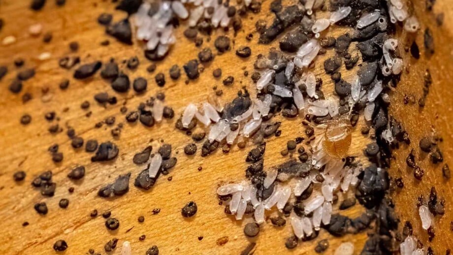 What Do Bed Bug Eggs Look Like? Complete Guide with Pictures