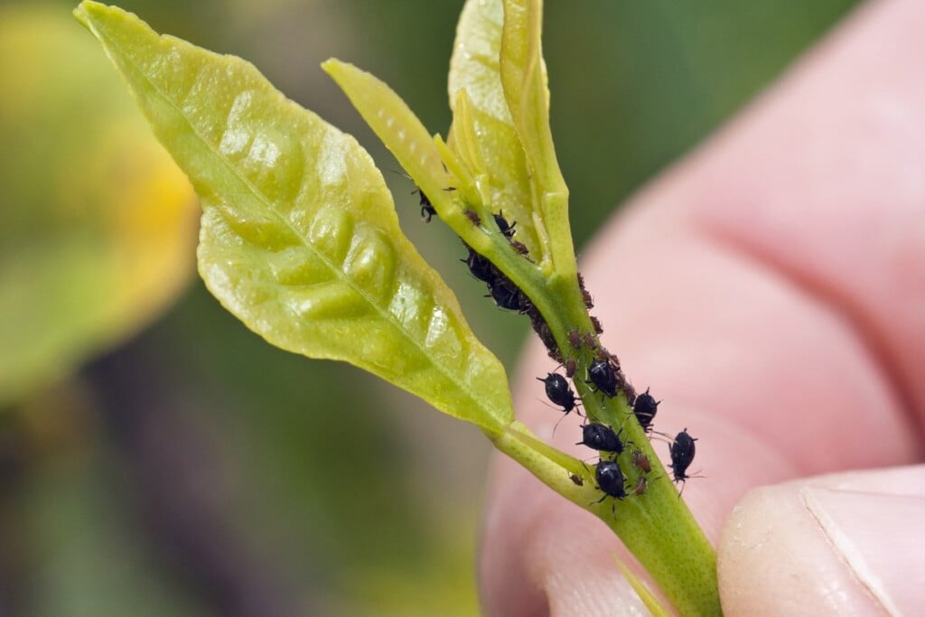 Black Aphids - What Are They and How to Kill Them - With Pictures