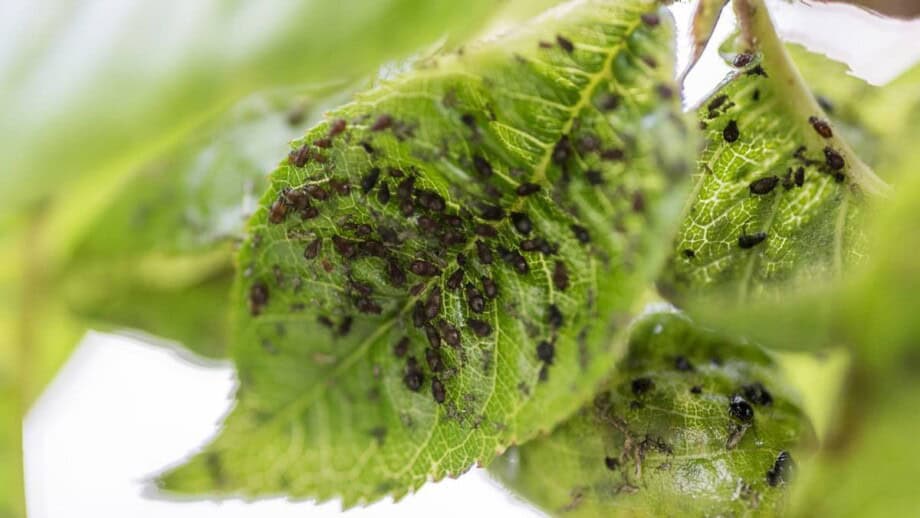 Black Aphids - What Are They and How to Kill Them - With Pictures