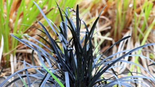 How to Plant, Grow, and Care For Mondo Grass | Planet Natural