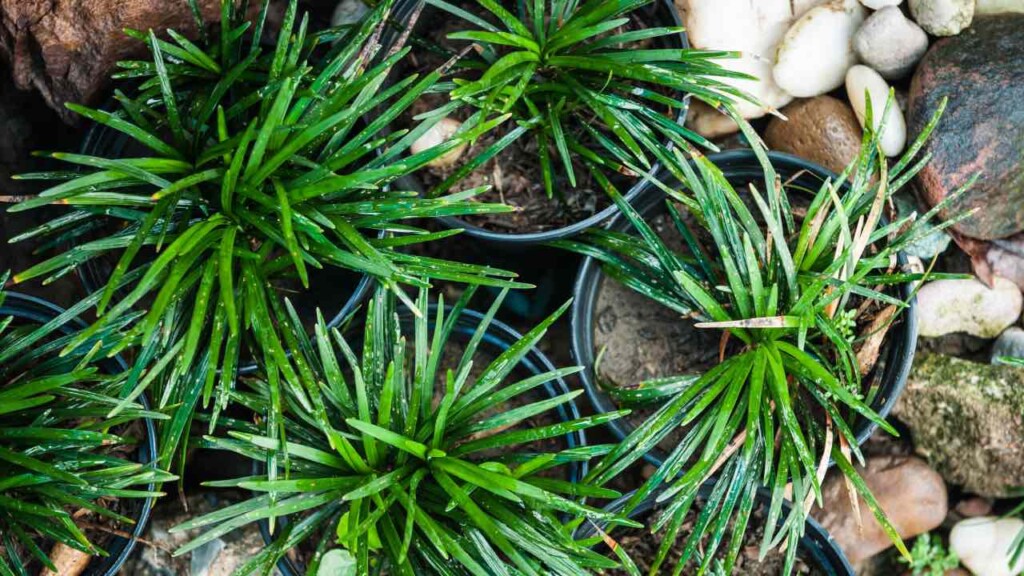 How to Plant, Grow, and Care For Mondo Grass | Planet Natural