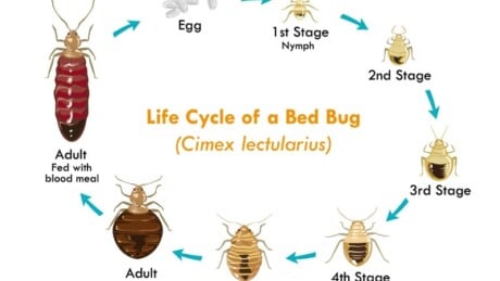 Baby Bed Bugs: How to Identify & Get Rid of Them - Photos + FAQ