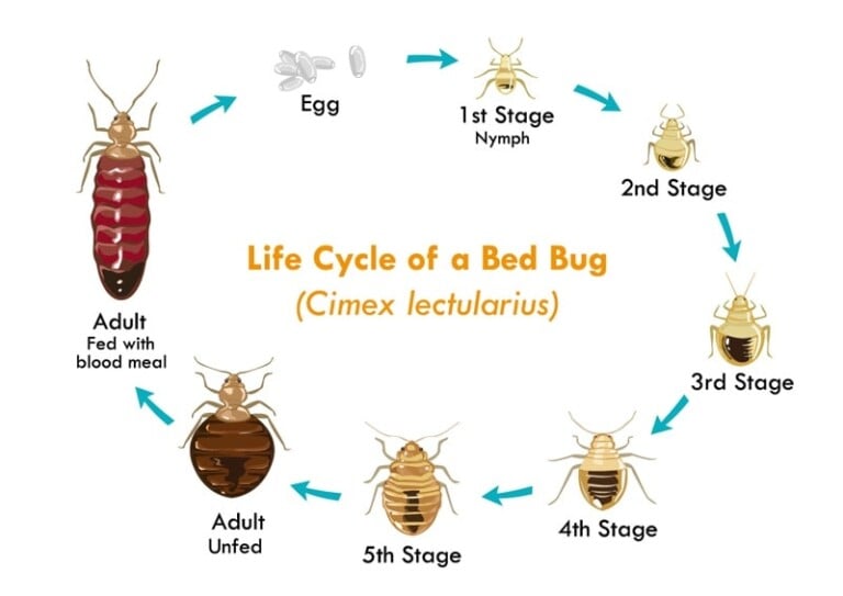 What Do Bed Bug Eggs Look Like? Complete Guide with Pictures