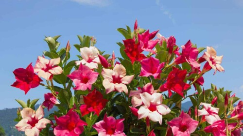 Mandevilla: Complete Planting, Growing, and Care Guide