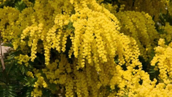 How to Plant, Grow, and Care for Mimosa Tree - Full Guide - 2023
