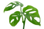 How to Grow & Care for Monstera Adansonii | Swiss Cheese Plant