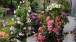 Mandevilla: Complete Planting, Growing, and Care Guide