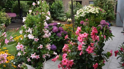Mandevilla: Complete Planting, Growing, and Care Guide
