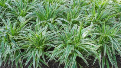 How to Plant, Grow, and Care For Mondo Grass | Planet Natural