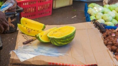 What is Yellow Watermelon? And How to Grow it Easily at Home