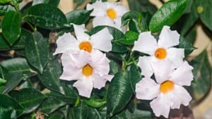 Mandevilla: Complete Planting, Growing, and Care Guide