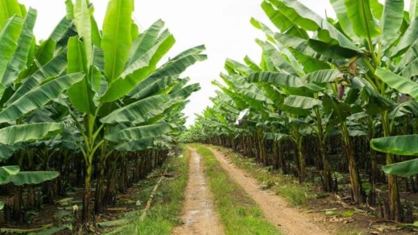 Banana Tree: How to Plant, Grow and Care for Banana Tree Plant