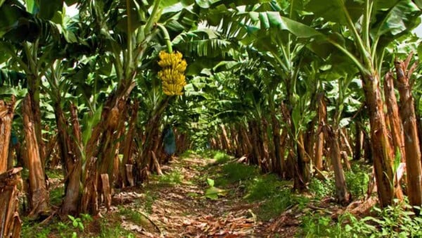 Banana Tree: How to Plant, Grow and Care for Banana Tree Plant