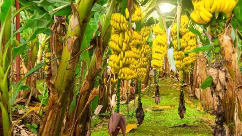 Banana Tree: How to Plant, Grow and Care for Banana Tree Plant