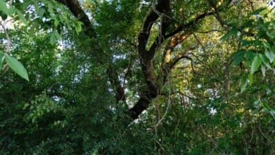 Ash Tree Guide: What Is It + 15 Common Species of Ash Trees