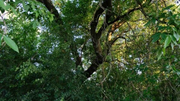 Ash Tree Guide: What Is It + 15 Common Species of Ash Trees