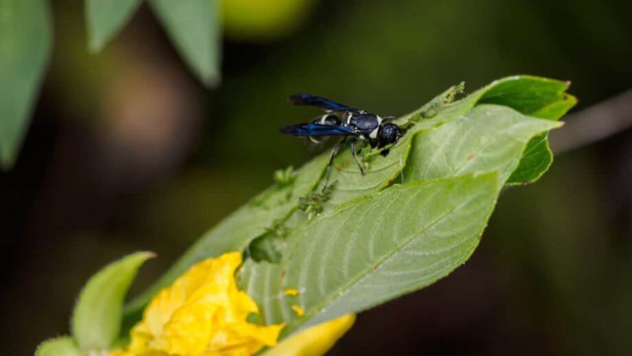 Most Common Types of Wasps (And How to Identify Them)