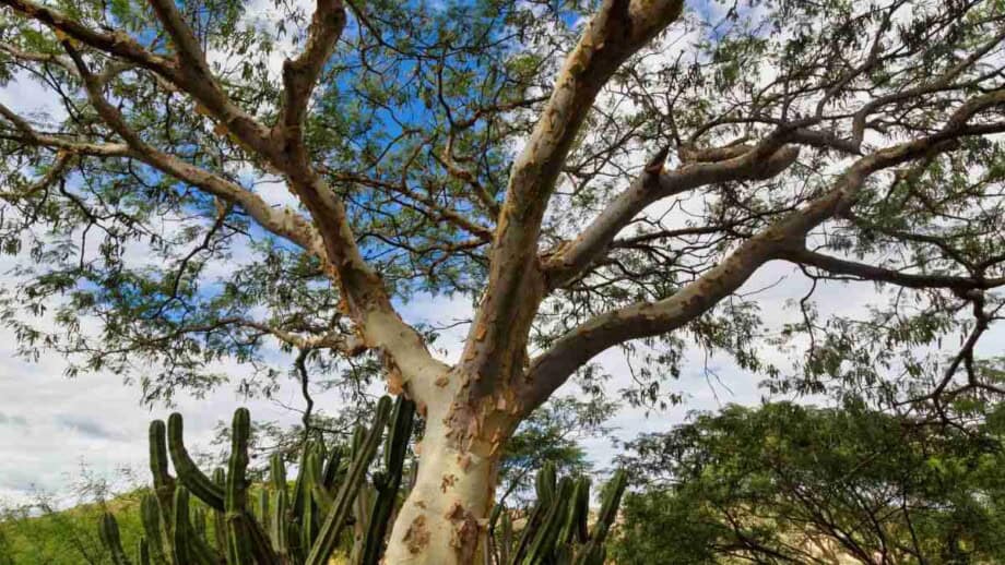 Birch Tree: How to Grow + 11 Most Common of Birch Trees