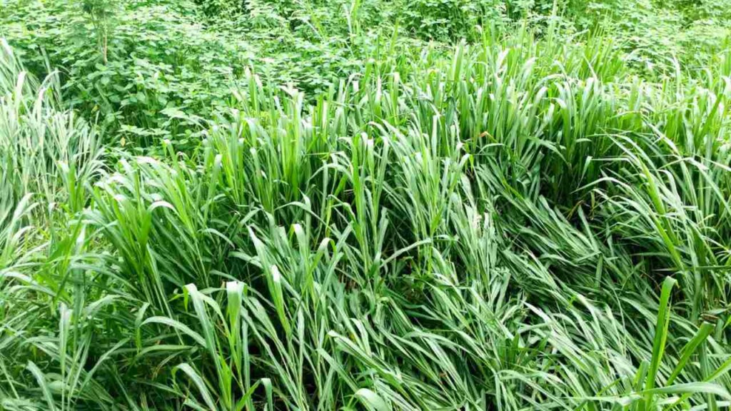 How to Plant, Grow & Care for Buffalo Grass + Pros & Cons - 2023