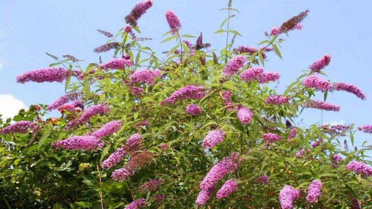 How to Plant, Grow, and Care for Butterfly Bush (Buddleia)