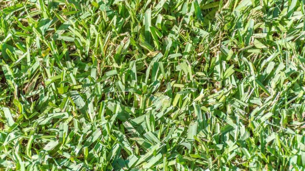 10 Best Types of Grass for Your Lawn: A Full Guide