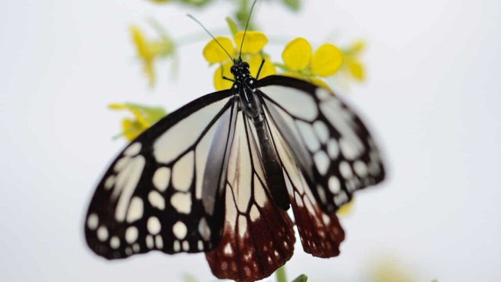 Witness Nature's Artistry: 12 Breathtaking Butterflies That Will Leave ...