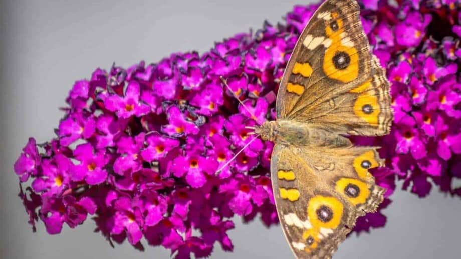How to Plant, Grow, and Care for Butterfly Bush (Buddleia)