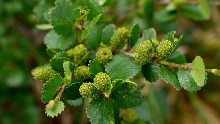 Birch Tree: How to Grow + 11 Most Common of Birch Trees