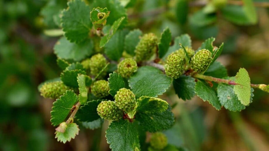 Birch Tree: How to Grow + 11 Most Common of Birch Trees