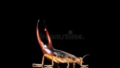 Do Earwigs Bite - Everything You Need to Know in 2023 w Pictures